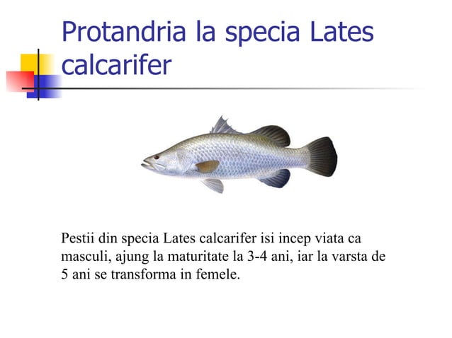 Hermafroditismul si inversiunea sexuala | PPT