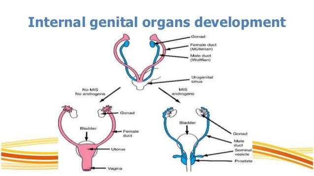Hermaphroditism