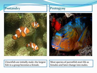 Hermaphroditism | PPT