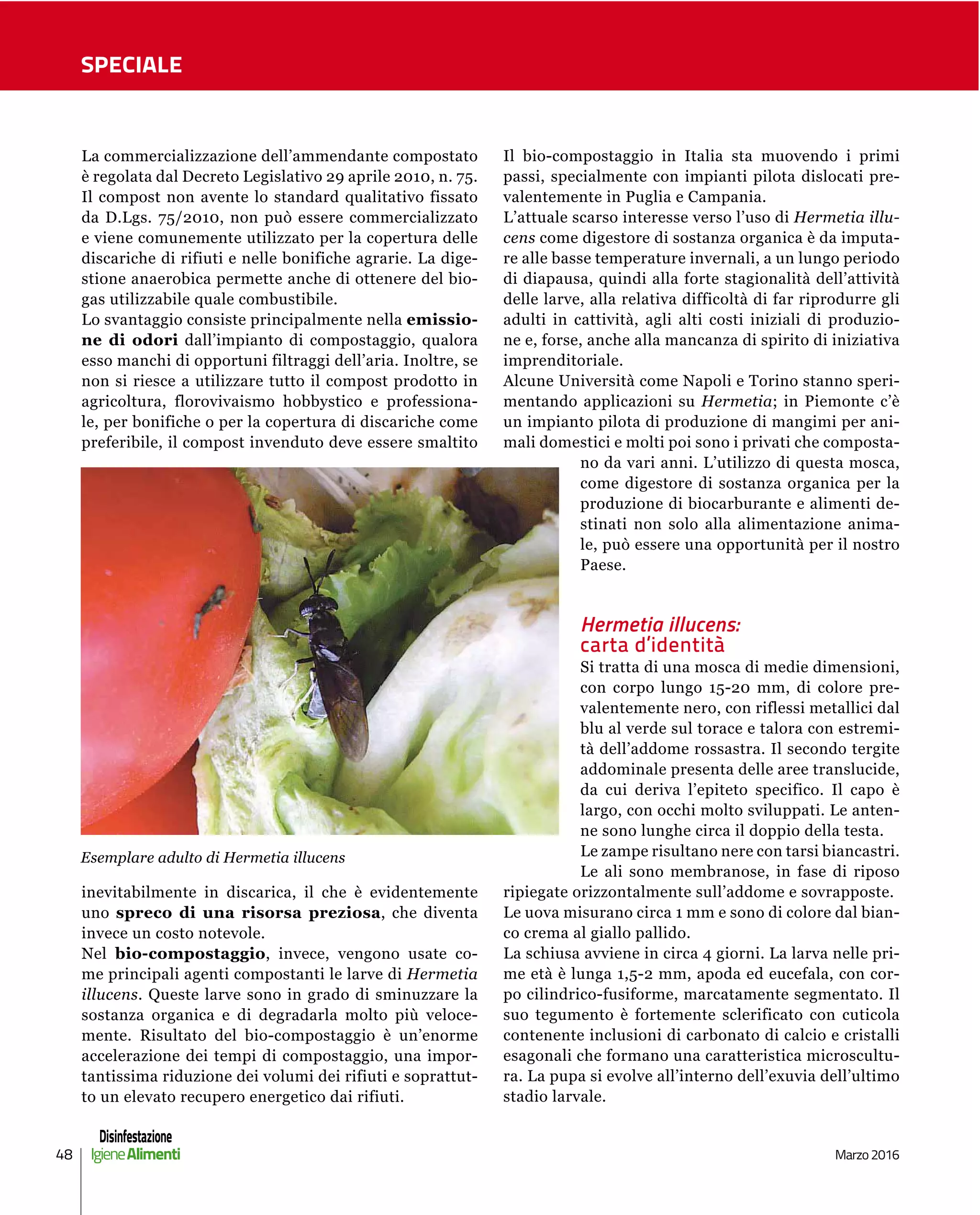 Hermetia illucens | PDF