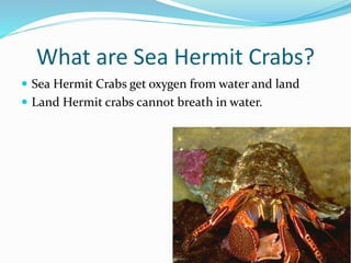 Hermit crab programme | PPTX