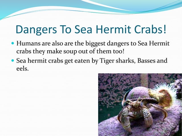 Hermit crab programme | PPTX
