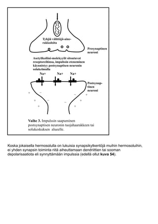 Hermosolun toiminta | PDF