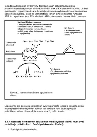 Hermosolun toiminta | PDF