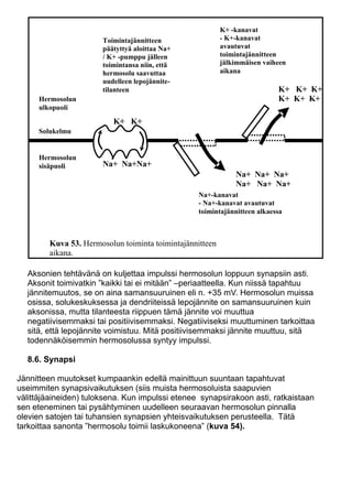Hermosolun toiminta | PDF