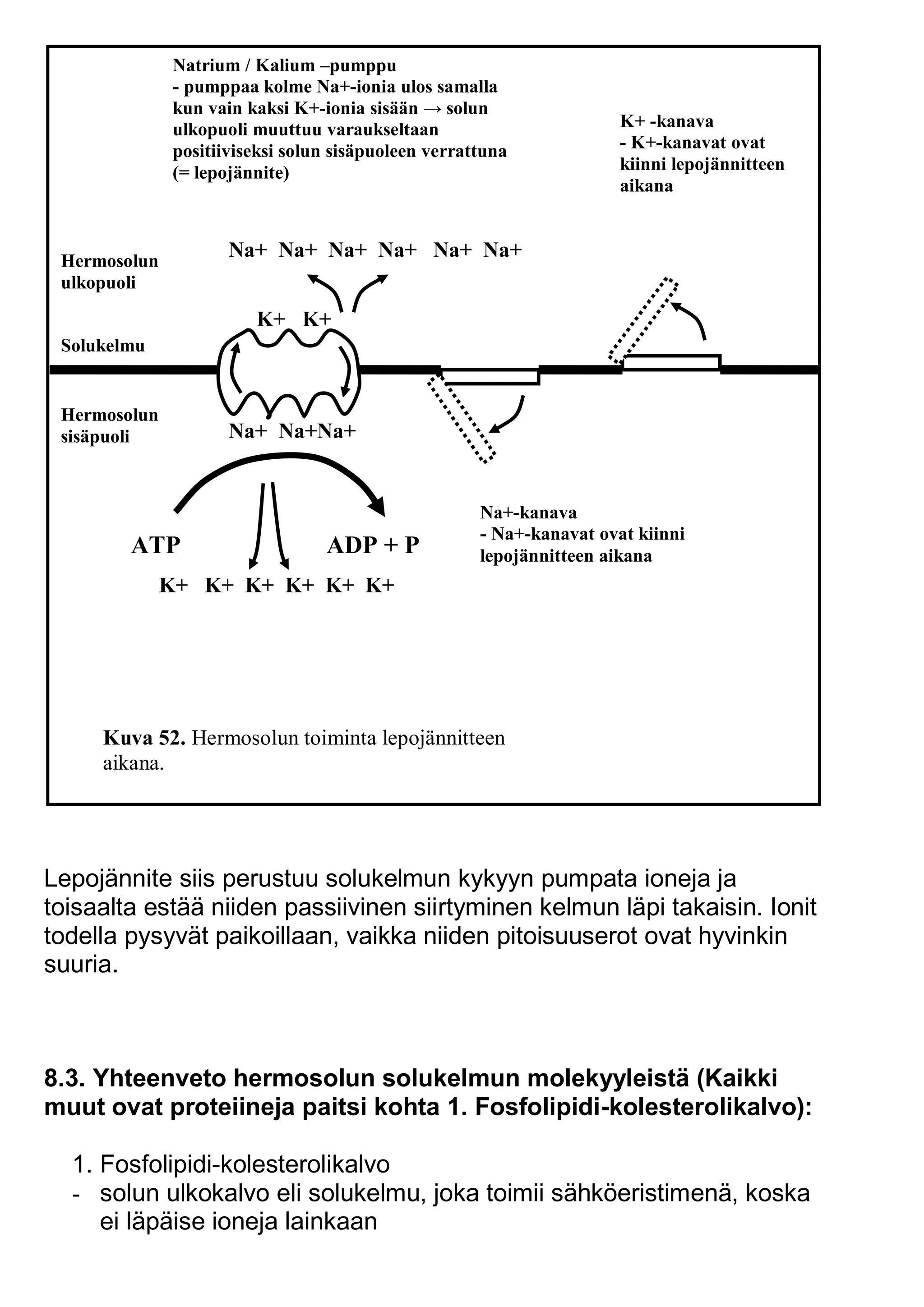 Hermosolun toiminta | PDF