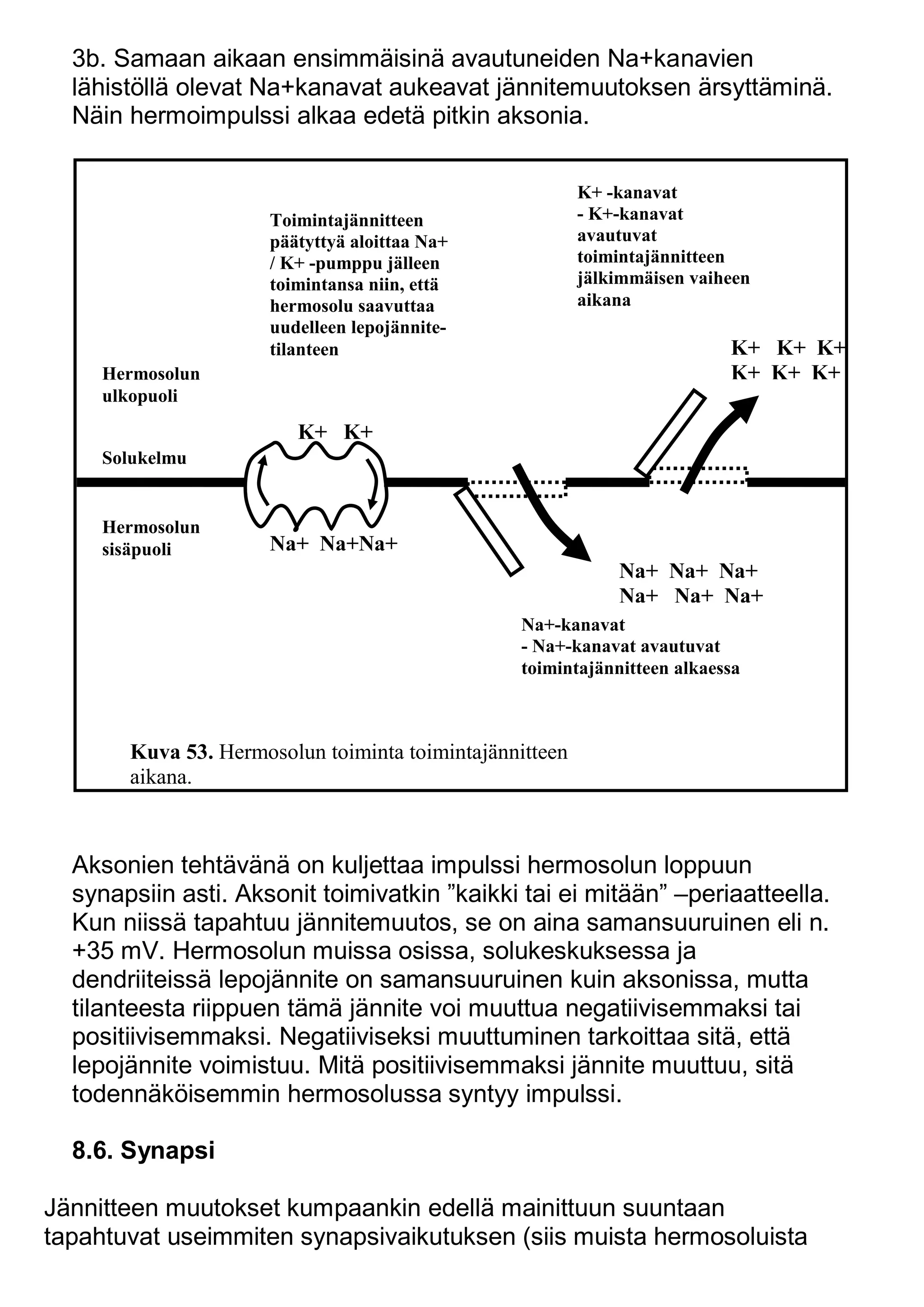 Hermosolun toiminta | PDF