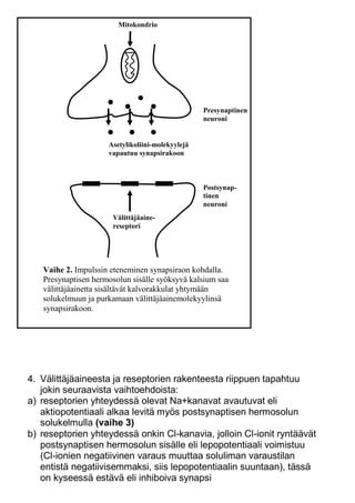 Hermosolun toiminta | PDF
