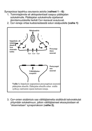 Hermosolun toiminta | PDF