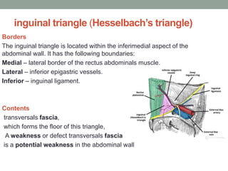 Hesselbach Triangle Boundaries