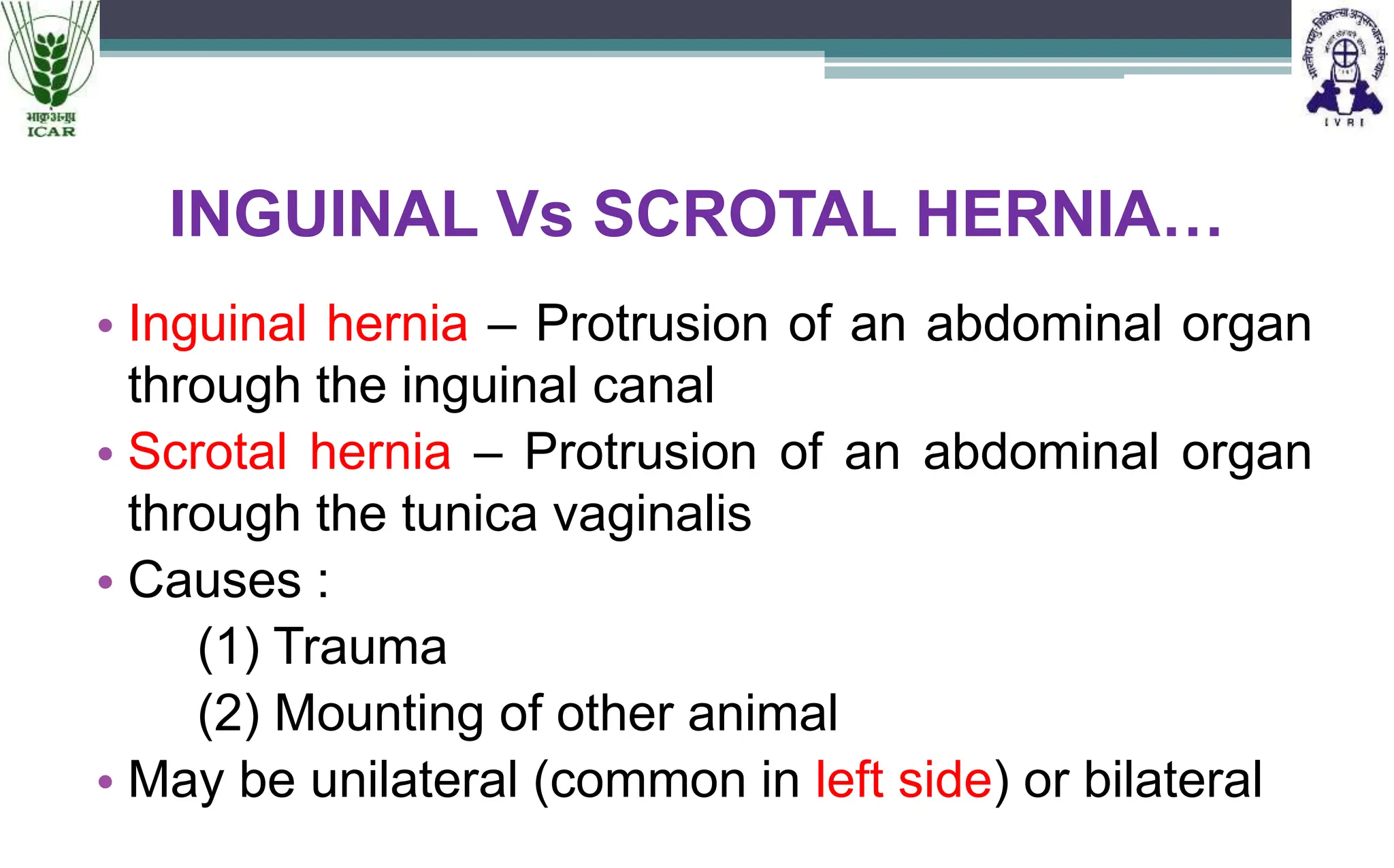 HERNIA ppt of different animal including dog cat cattle buffalo | PPTX