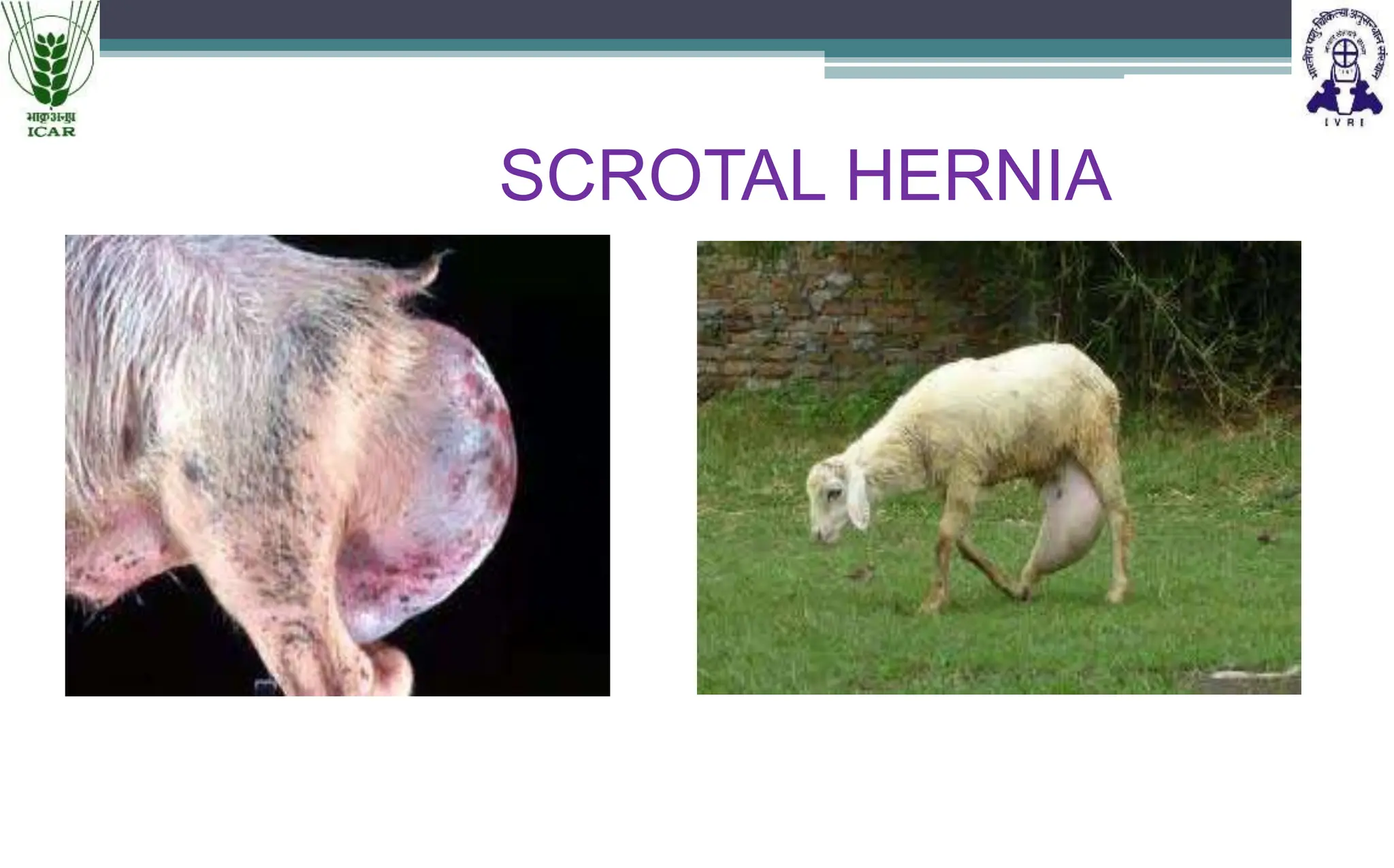 HERNIA ppt of different animal including dog cat cattle buffalo | PPTX