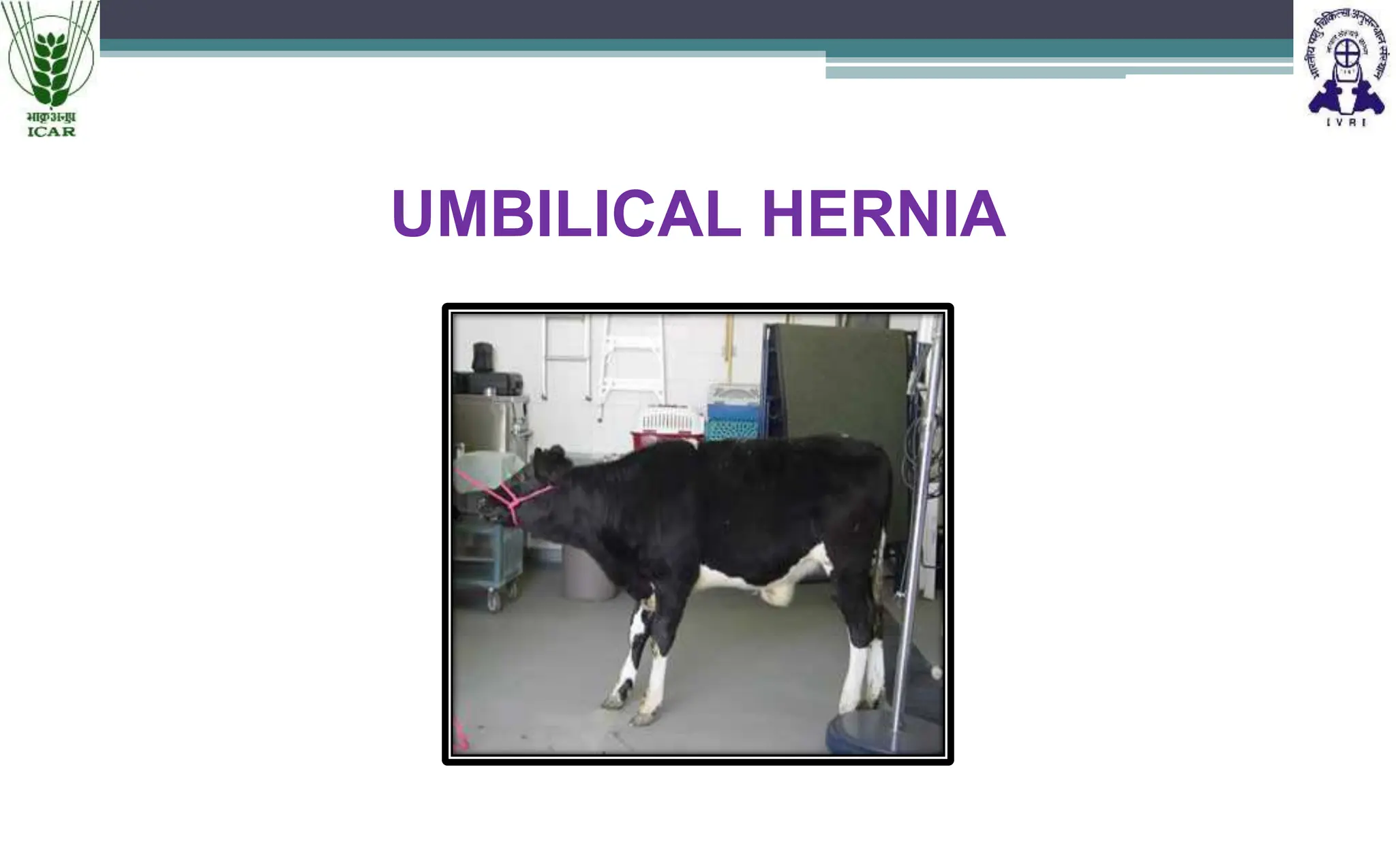 HERNIA ppt of different animal including dog cat cattle buffalo | PPTX