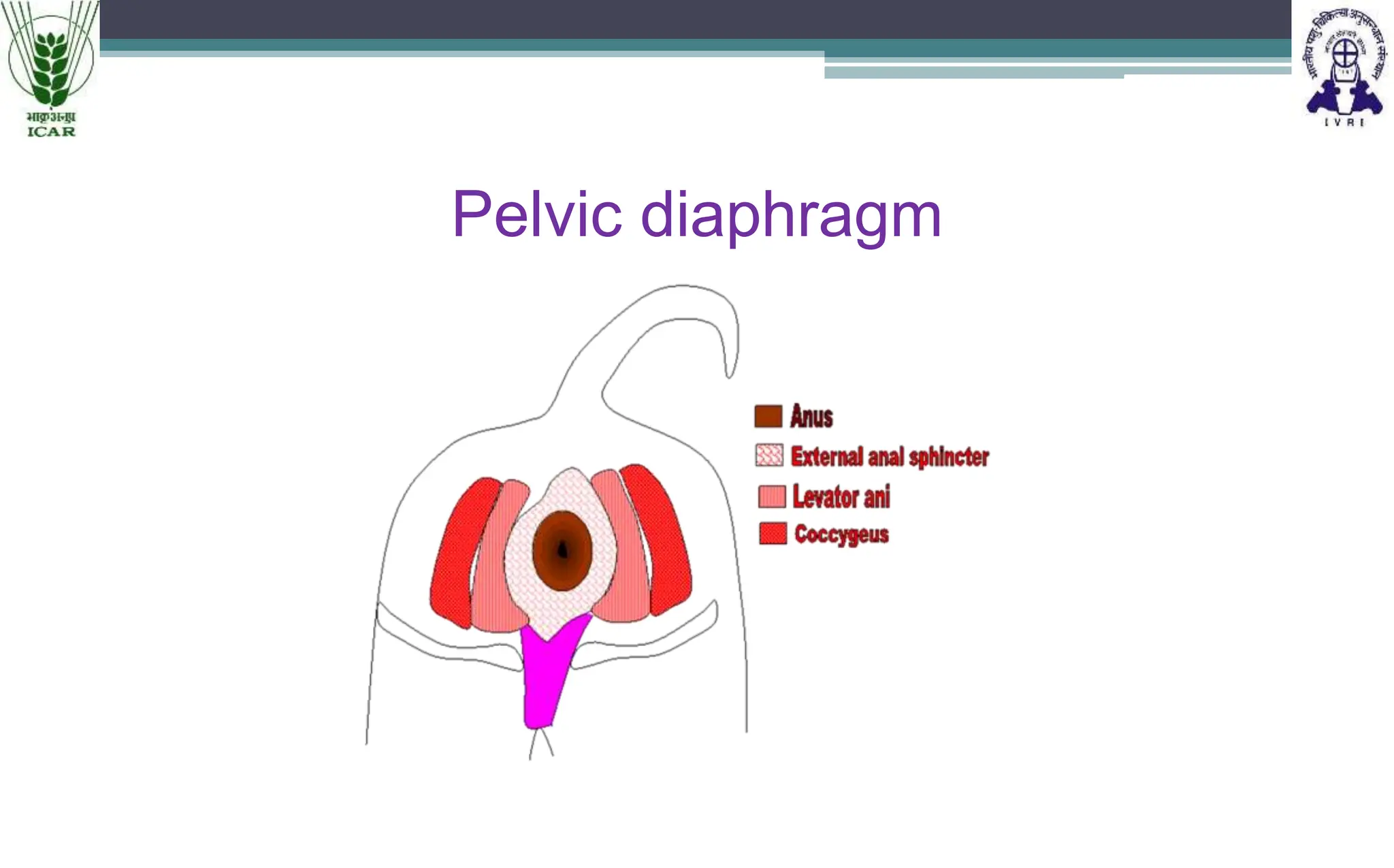 HERNIA ppt of different animal including dog cat cattle buffalo | PPTX