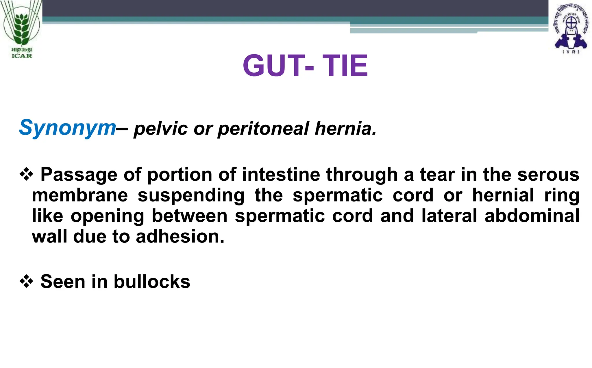 HERNIA ppt of different animal including dog cat cattle buffalo | PPTX