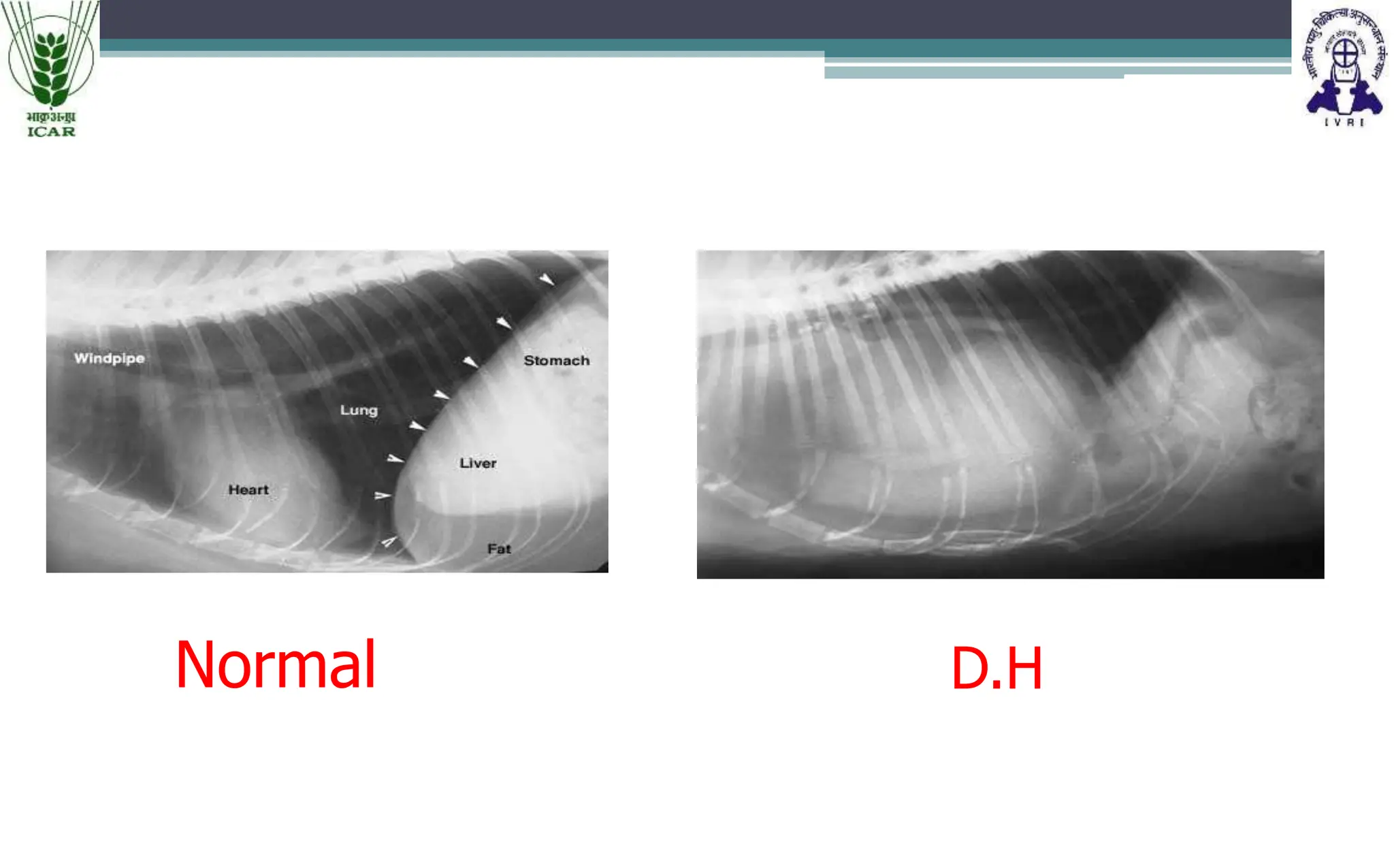 HERNIA ppt of different animal including dog cat cattle buffalo | PPTX