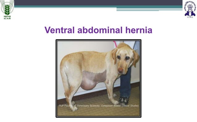 HERNIA ppt of different animal including dog cat cattle buffalo | PPTX ...
