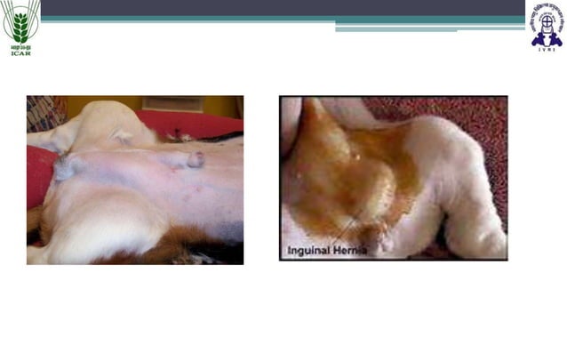 HERNIA ppt of different animal including dog cat cattle buffalo | PPTX ...