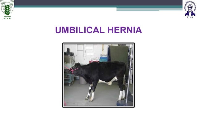 HERNIA ppt of different animal including dog cat cattle buffalo | PPTX ...