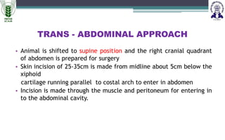 HERNIA ppt of different animal including dog cat cattle buffalo | PPTX