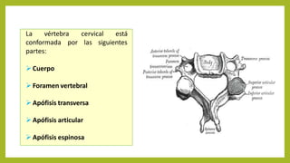 HERNIA CERVICAL.pptx