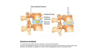 HERNIA DE DISCO | PPTX