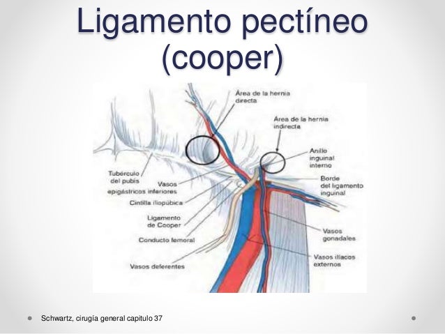 Lacunar Ligament Pectineal Ligament Download