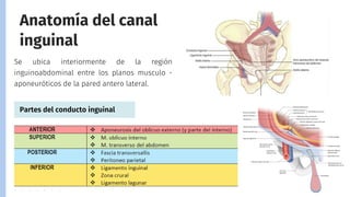 Hernia Inguinal.pdf
