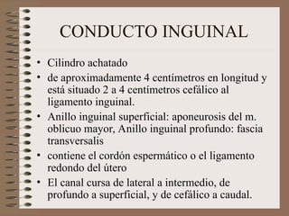 HERNIA INGUINAL ABORDAJE ANATOMICO Y TOPOGRAFICO.ppt