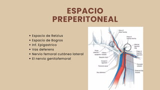 HERNIA INGUINAL, y sus estructuras ayacentes | PDF