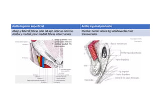 Hernia inguinal-femoral. anatomia al diagnosticopptx | PPTX
