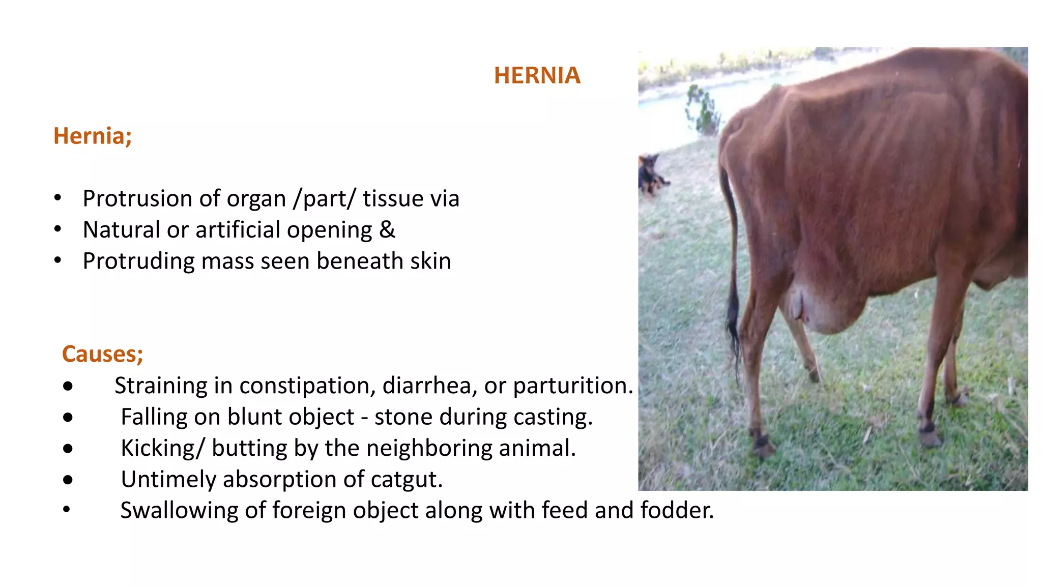 Hernia & ovarioectomy in sow | PPTX | Digestive Disorders | Diseases ...
