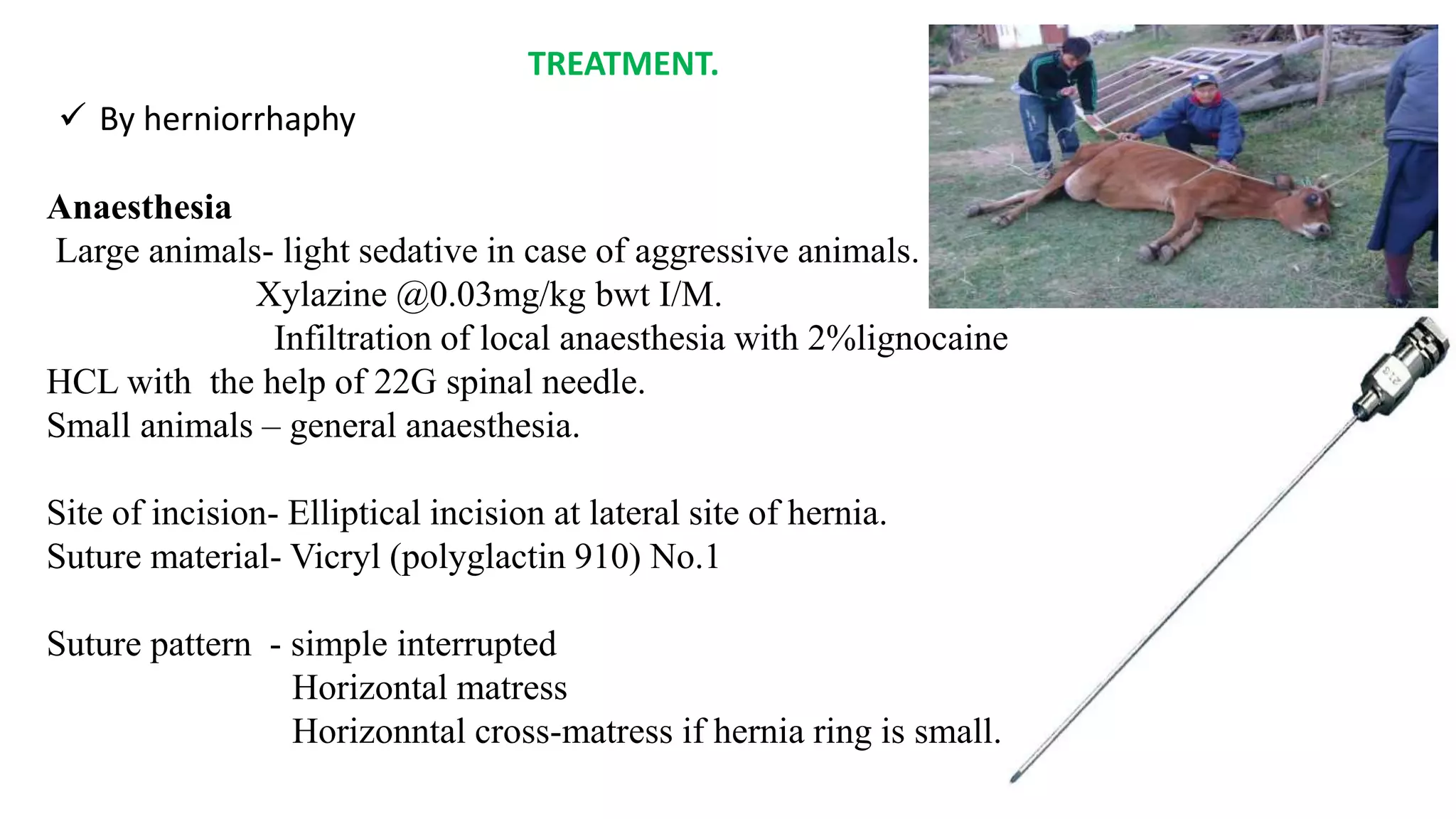 Hernia & ovarioectomy in sow | PPTX | Digestive Disorders | Diseases ...