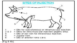 Hernia & ovarioectomy in sow | PPTX