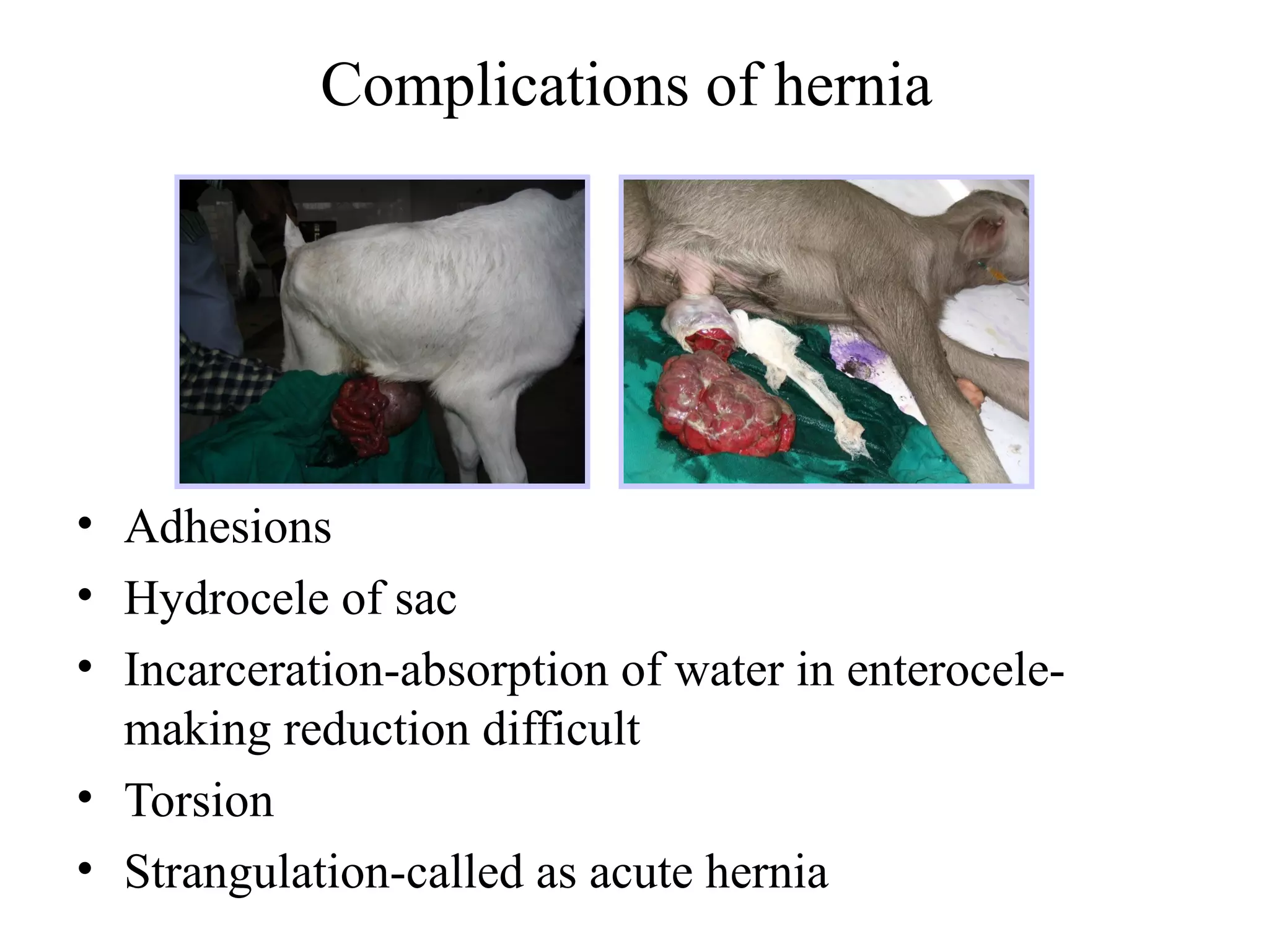 Hernias and its classification in small animals | PPT