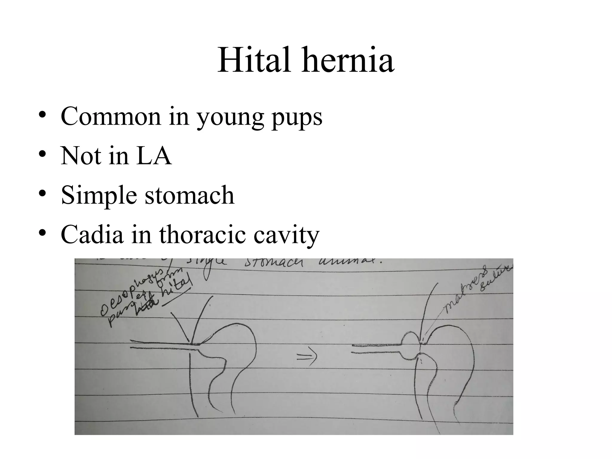 Hernias and its classification in small animals | PPT