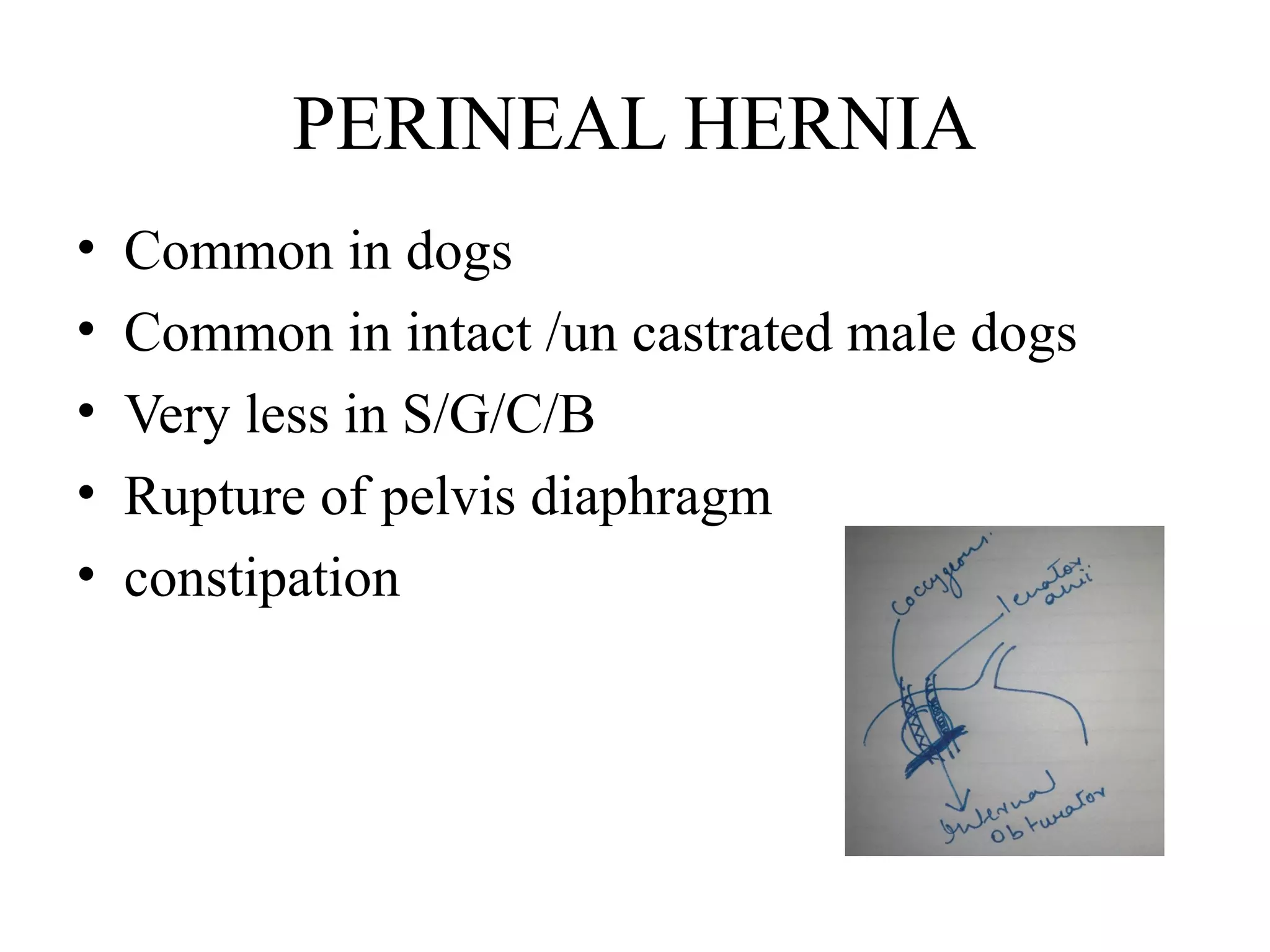 Hernias and its classification in small animals | PPT