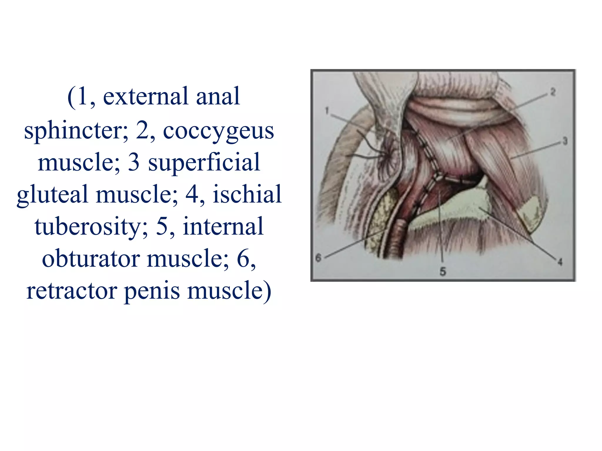Hernias and its classification in small animals | PPT