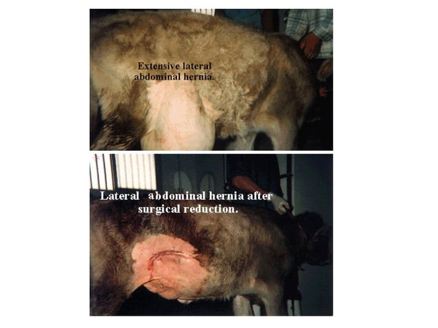 Hernias and its classification in small animals | PPT