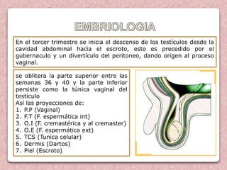 Hernias | PPTX