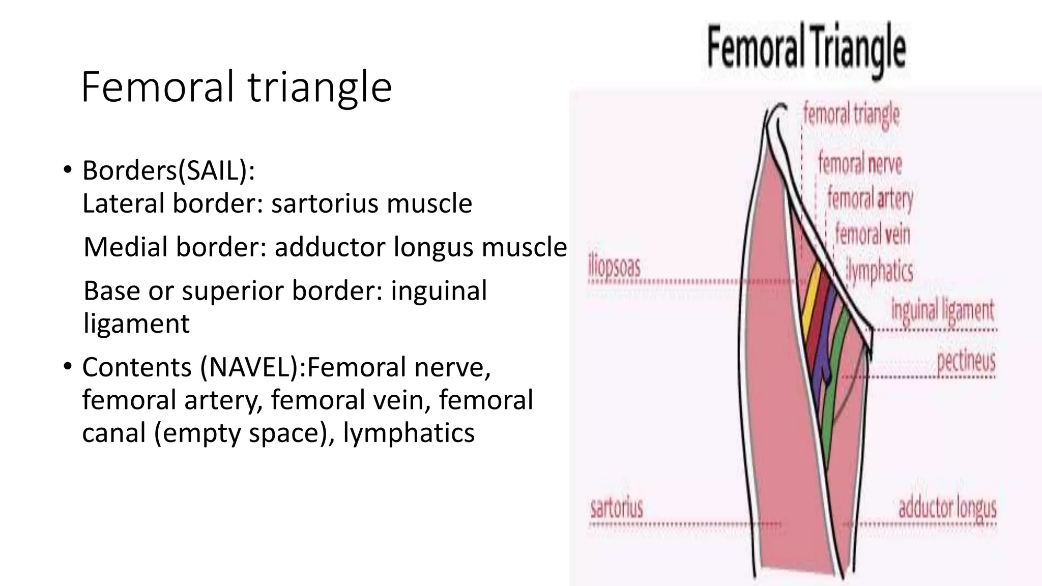 Hernias.pptx