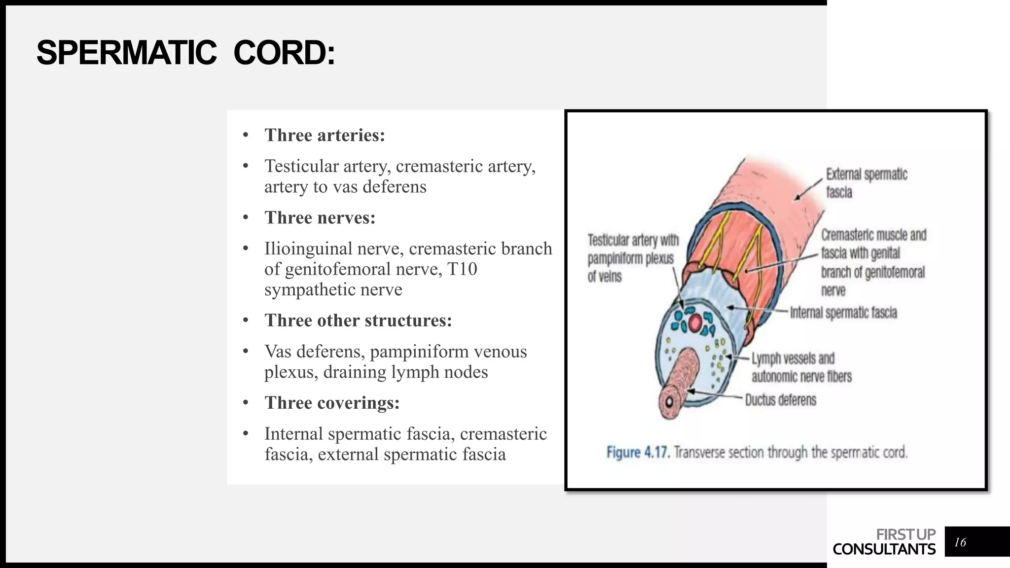 Hernias definition, types, surgical anatomy of inguinal hernia | PPTX