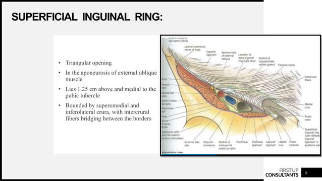 Hernias definition, types, surgical anatomy of inguinal hernia | PPT