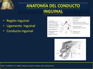 Hernias Inguinales FINAL.pptx