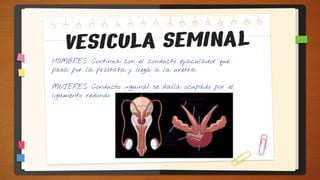 HERNIAS ABDOMINALES INTRA INGUINALES Y CONDUCTO INGUINAL | PDF