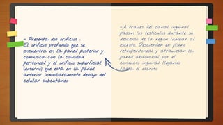 HERNIAS ABDOMINALES INTRA INGUINALES Y CONDUCTO INGUINAL | PDF