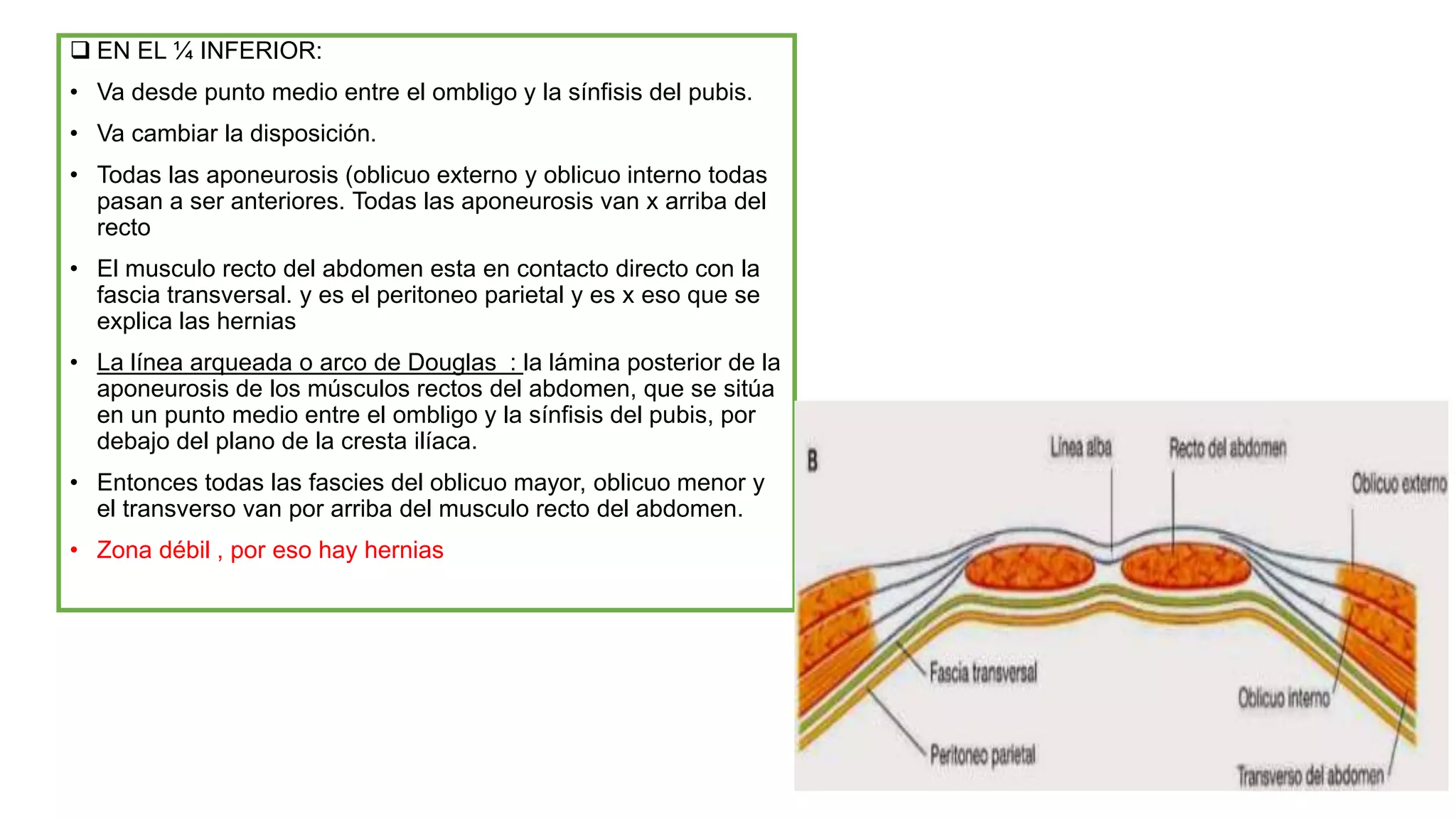 HERNIAS INGUINALES y anatomia.pptx