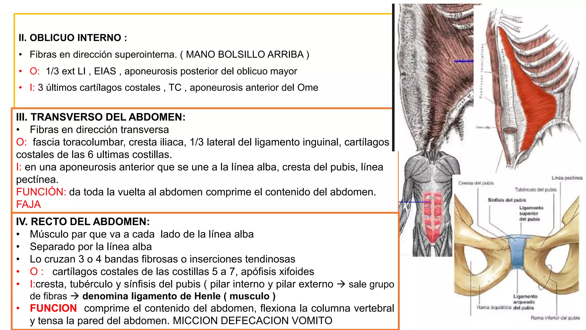 HERNIAS INGUINALES y anatomia.pptx