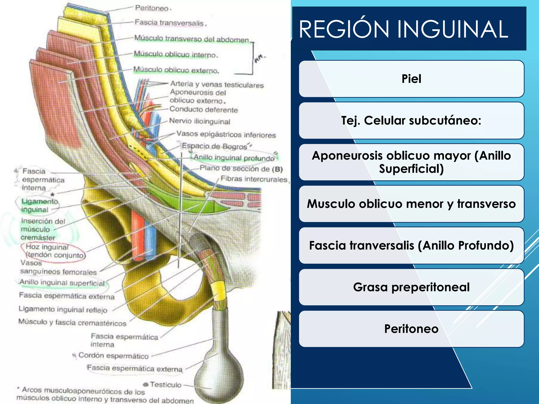 Hernias inguinales y torsion testicular | PPT