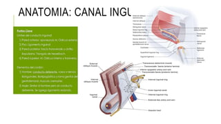 hernias inguinocrural. HERNIA HERNIA HERNIA HERNIA | PPTX